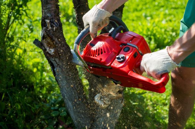 A Guide To Hiring Professional Tree Removal Services