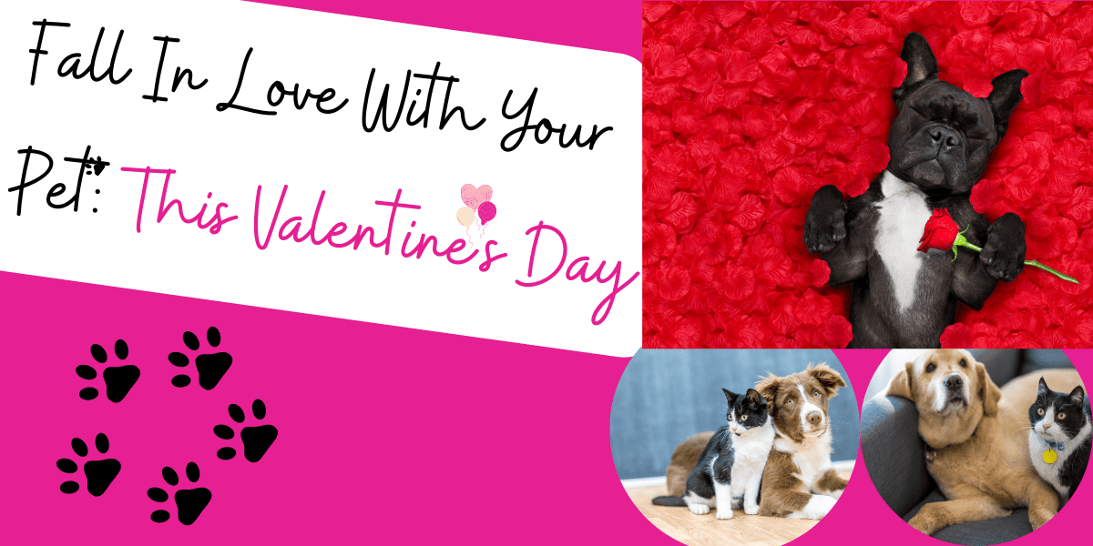 Fall In Love With Your Pet This Valentine's Day