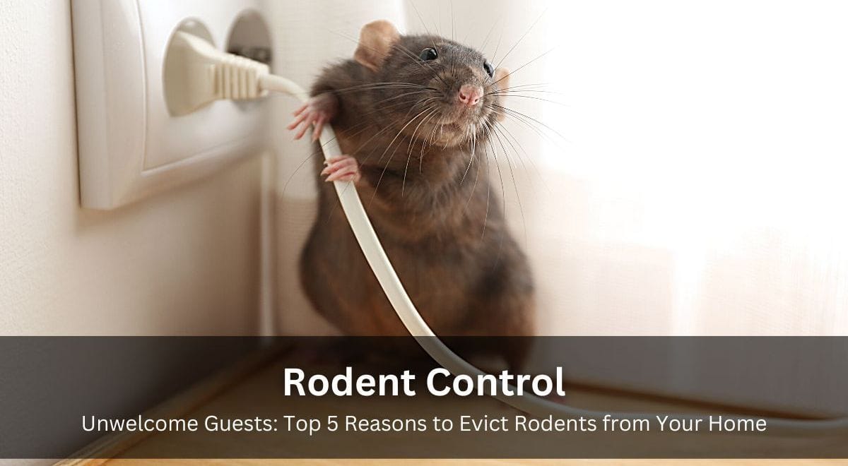 Unwelcome Guests: Top 5 Reasons to Evict Rodents from Your Home