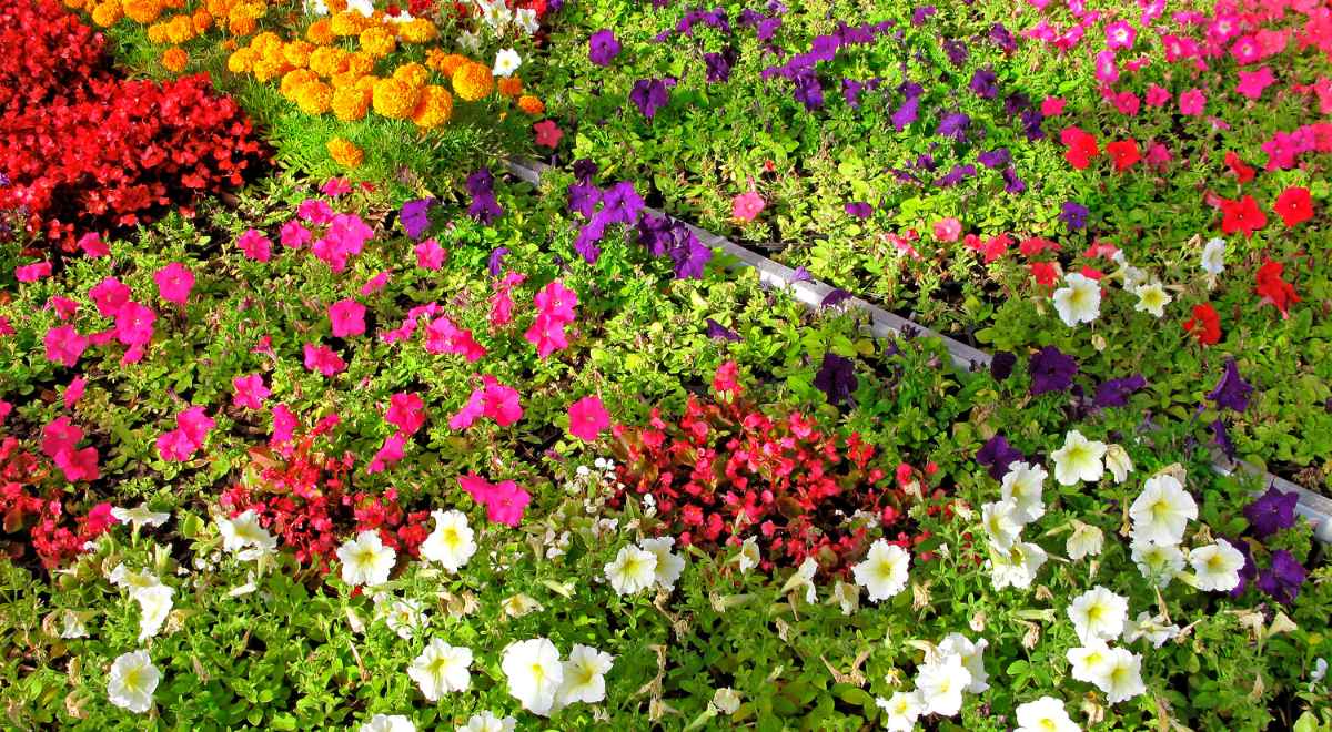 10 Flowering Annuals For The Prettiest Garden Ever