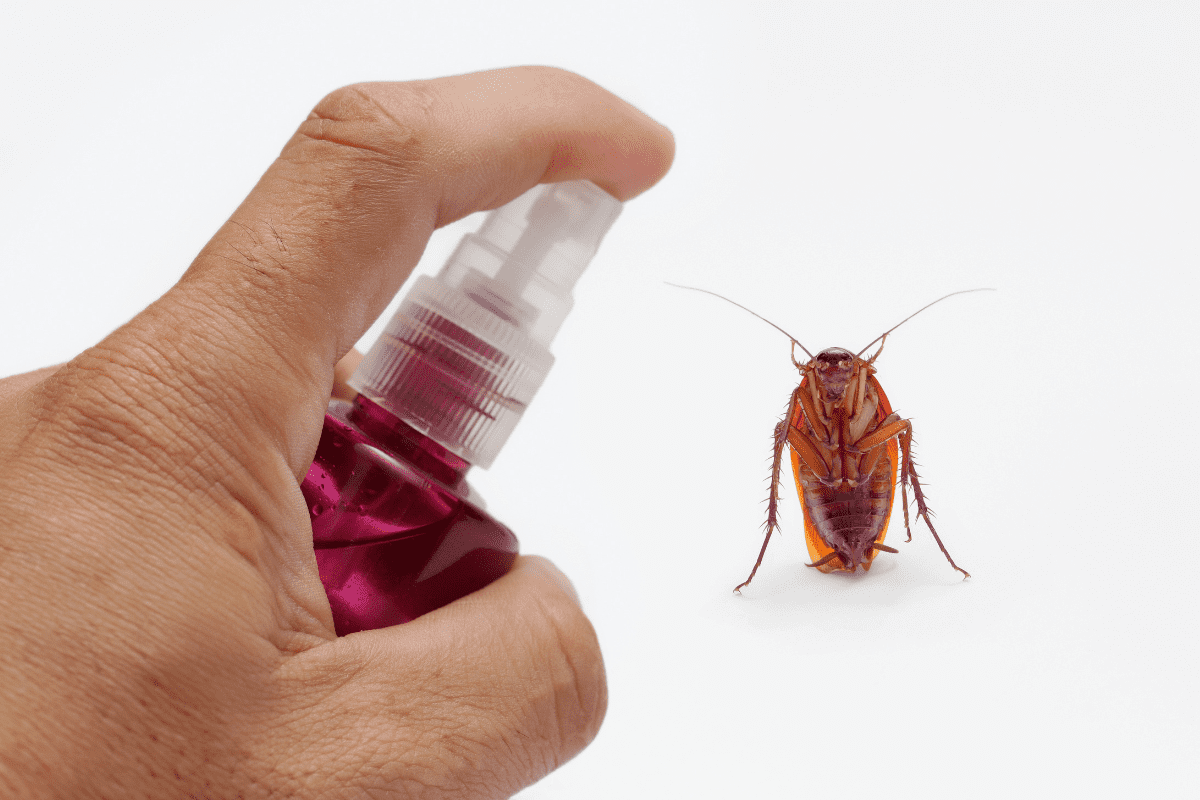 How to deal with cockroach infestation: A homeowner's guide