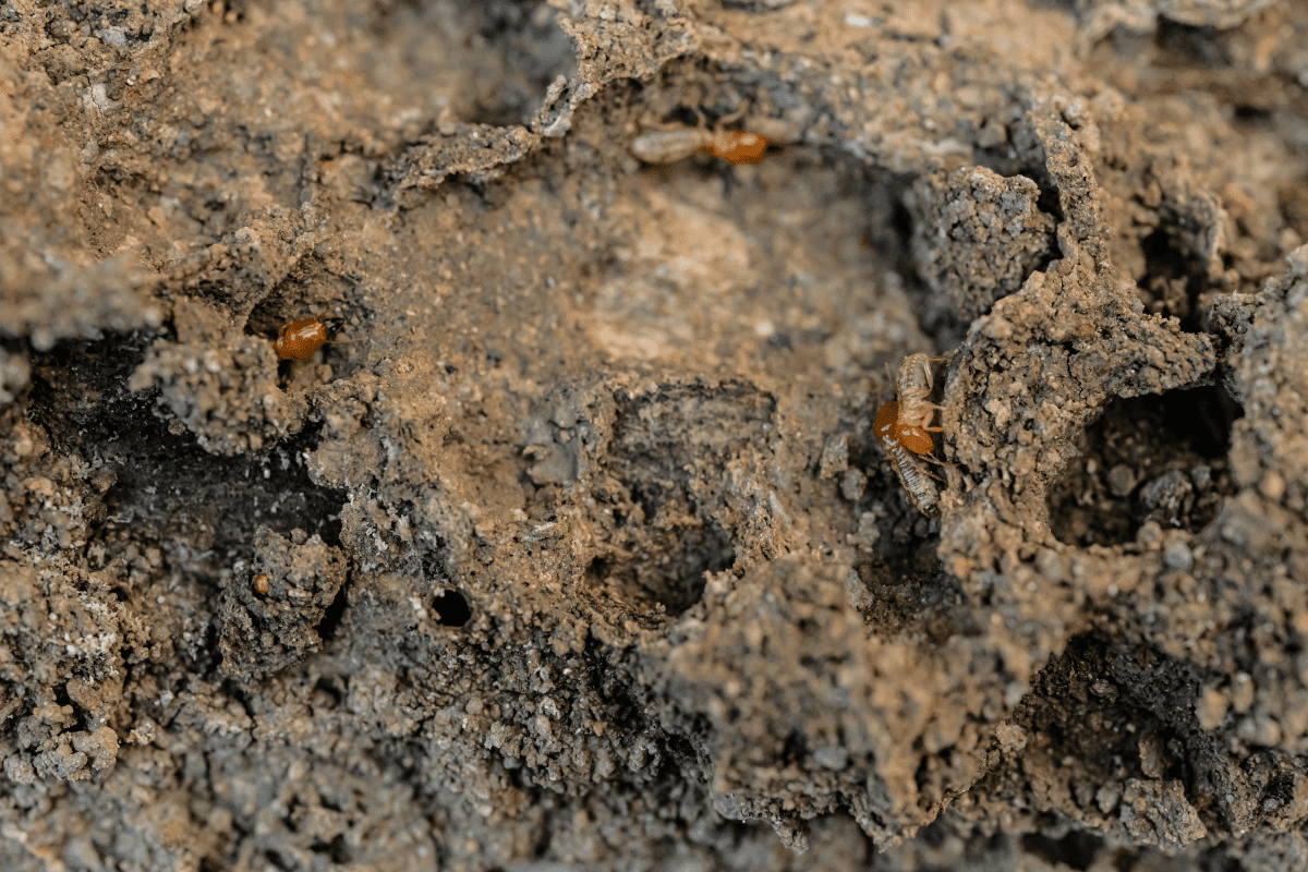 Homeowners' Guide to Permanently Eliminate Termites