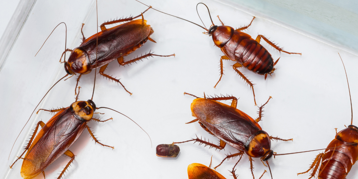 7 Easy Tips To Get Rid Of Cockroaches: Cleaning Hacks