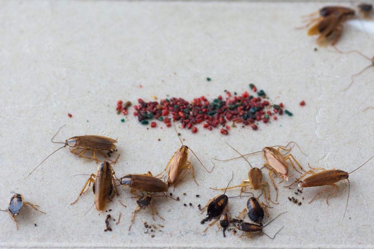 A Guide to Exterminating Baby Roaches in Your Home
