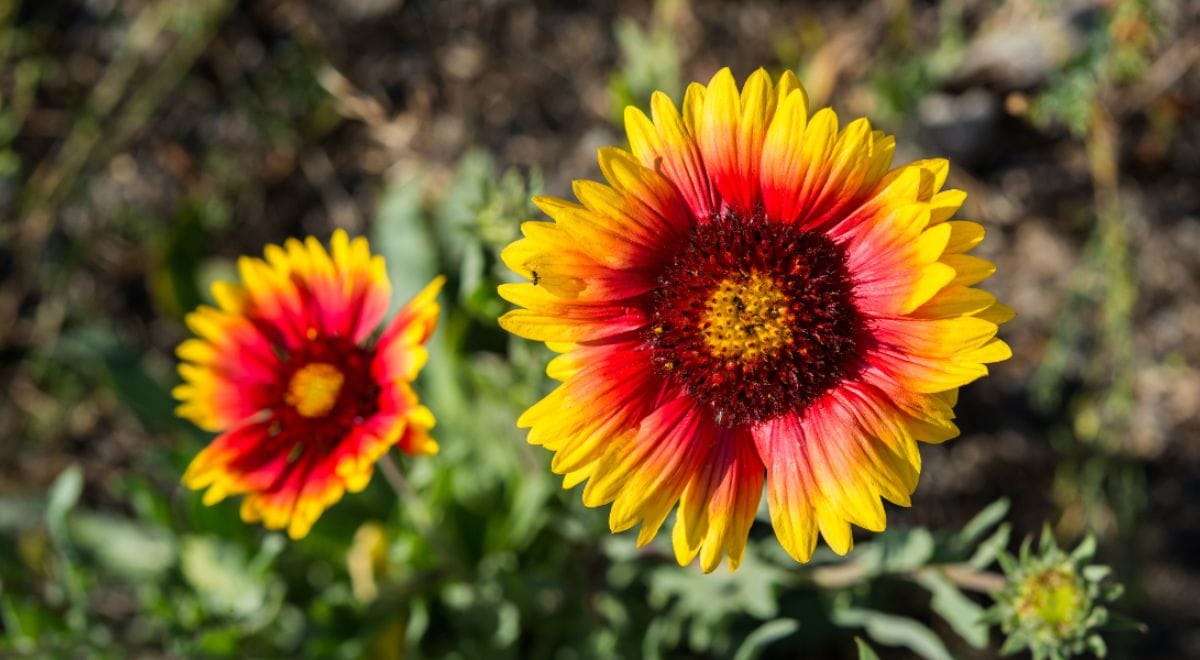 9 Indian Flowers You Can Use To Decorate Your Home