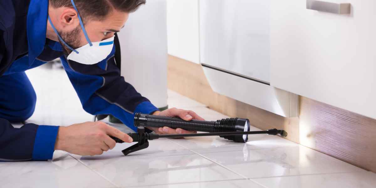 Role of Pro Pest Inspections in Carpenter Ant and Roach Prevention