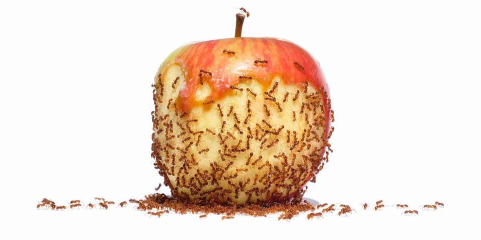 5 Amazing Ways To Getting Rid Of Ants Infestation With Ease