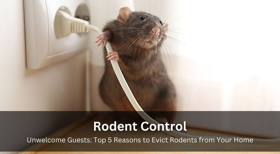 Unwelcome Guests: Top 5 Reasons to Evict Rodents from Your Home